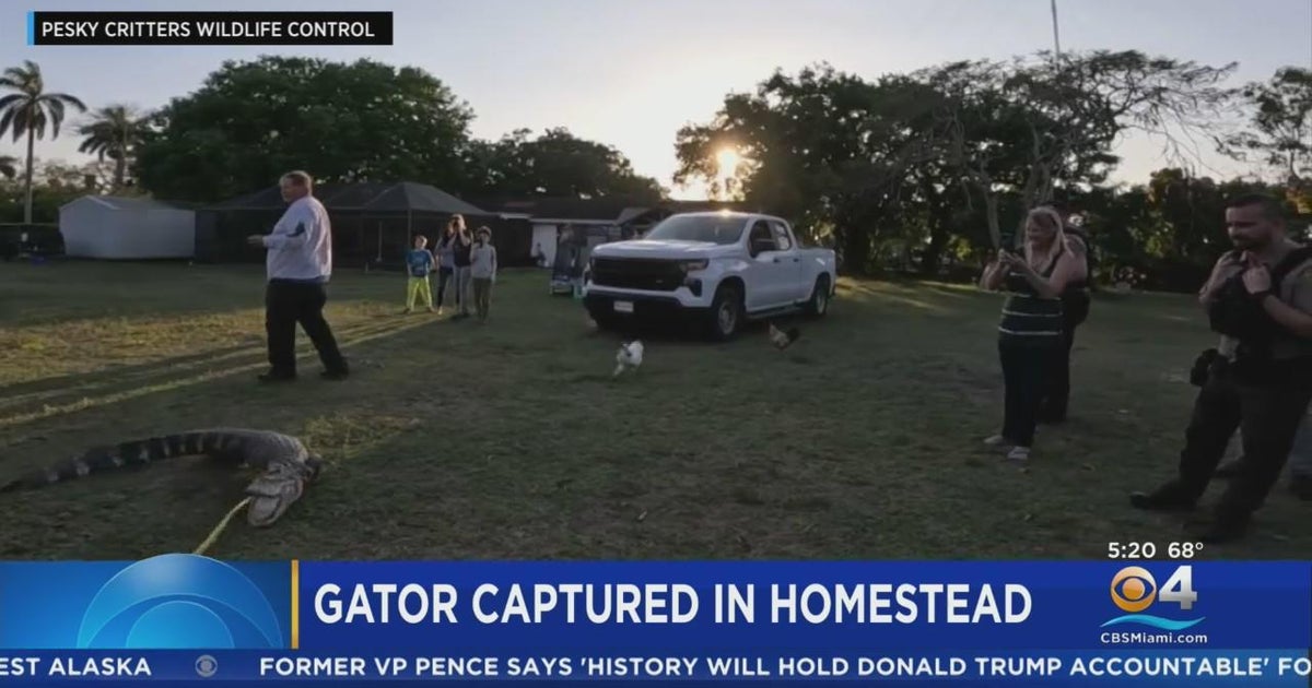 Seven foor alligator captured in wooded area near Redland home - CBS Miami