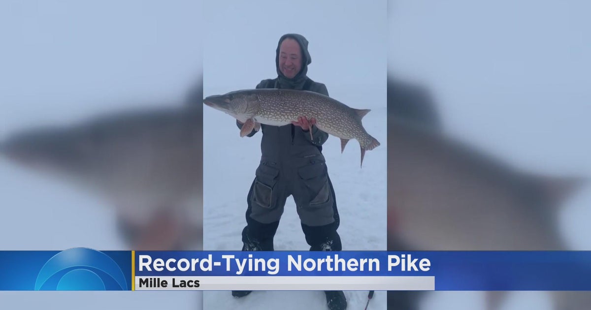 Angler battles hard to catch massive northern pike, tying Minnesota ...