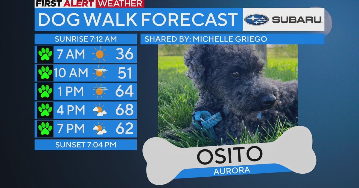 Osito joins Dog Walk Forecast - CBS Colorado