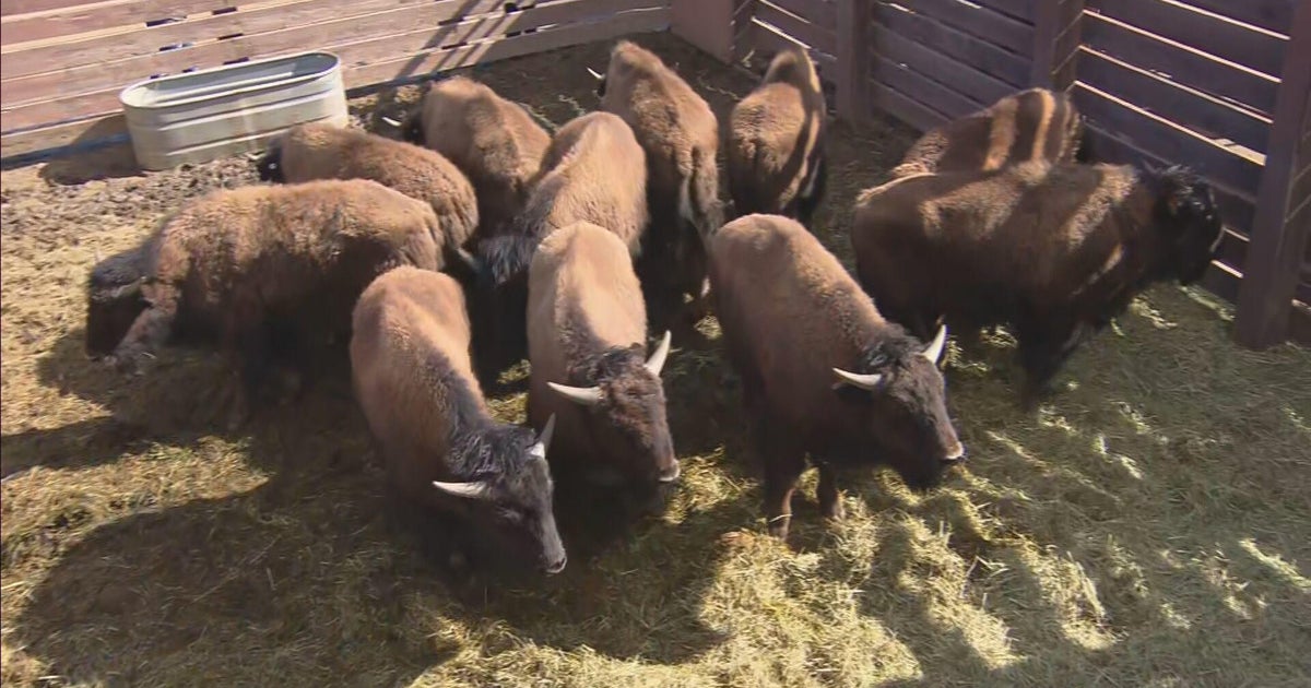 City of Denver gives bison to tribal nations - CBS Colorado