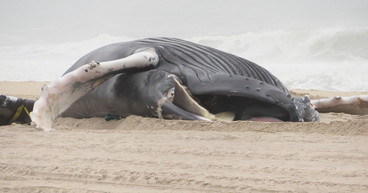 GOP congressmen: Halt offshore wind, probe whale deaths - CBS Philadelphia