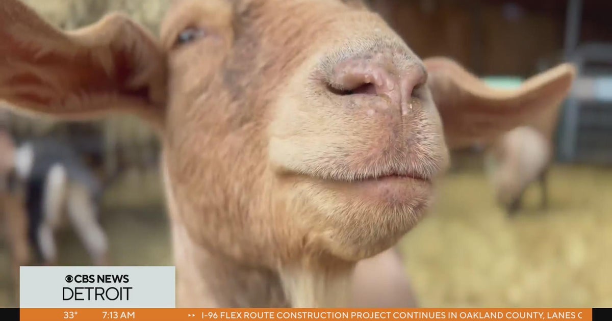 Pingree Farms making a difference for Detroit school students - CBS Detroit