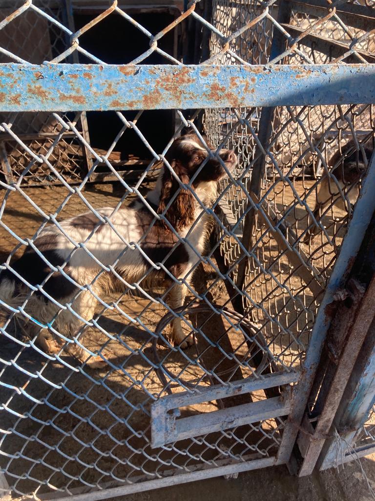 In a twist of fate, Afghanistan military dog set to reunite with its ...