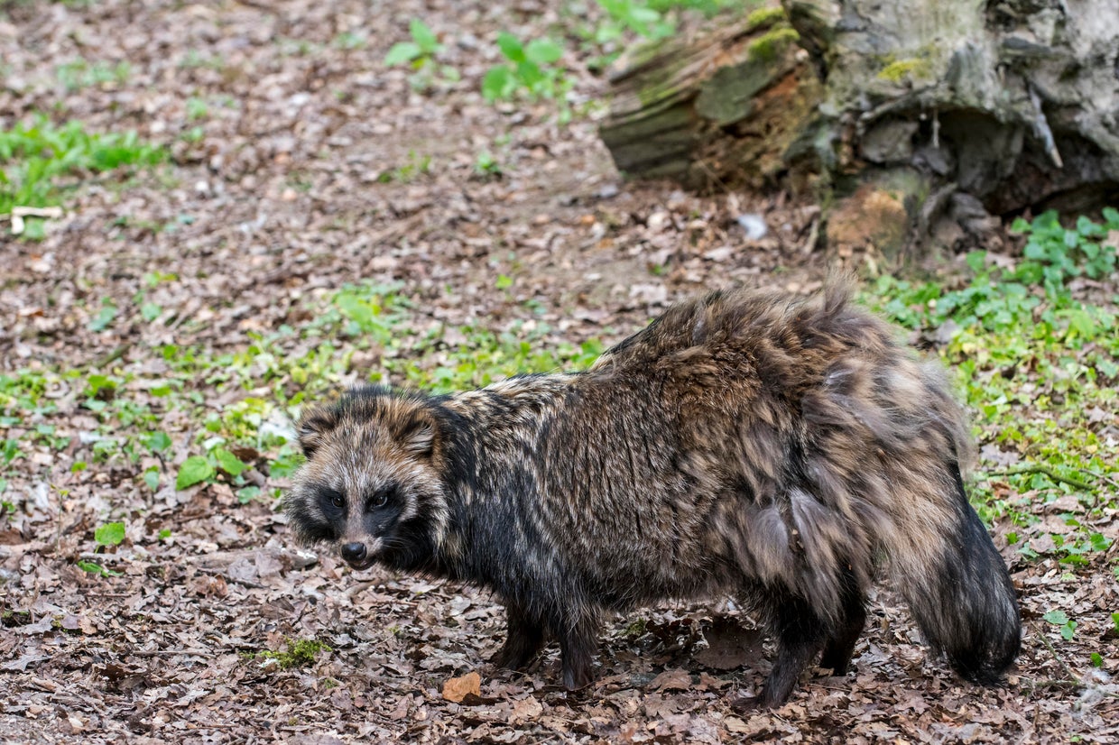 COVID-19 researchers find clues to animal origins at Wuhan market ...