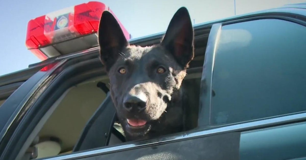 Bill to ban police from using K9s for crowd control moves to the Assembly Appropriations ...