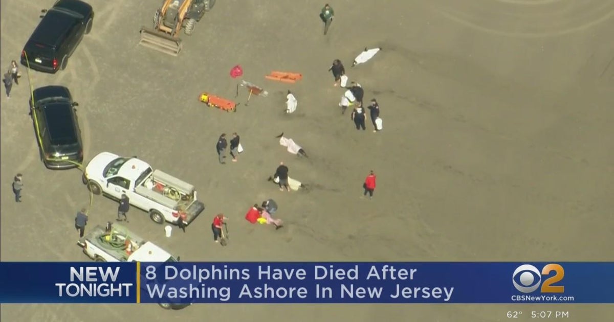 8 dolphins dead after washing ashore in New Jersey - CBS New York