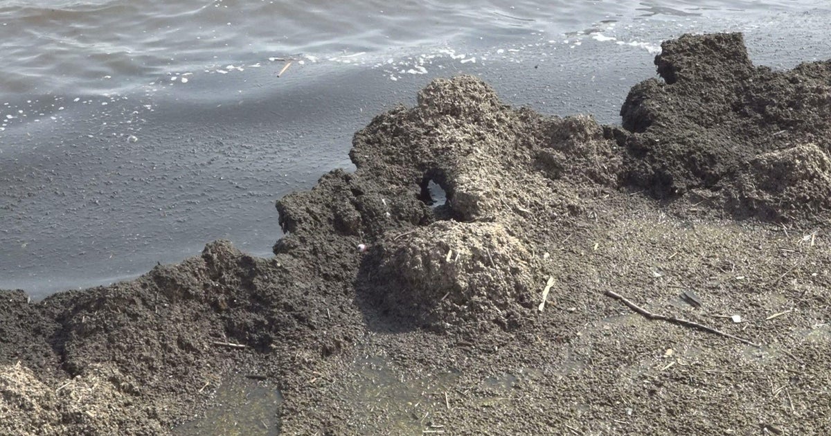 Macomb County, US Army Corps investigating muck along Lake St. Clair ...