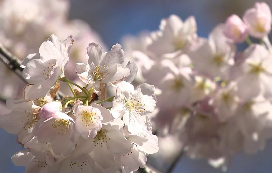 Cherry blossom trees in Washington, D.C., reach peak bloom - CBS Baltimore