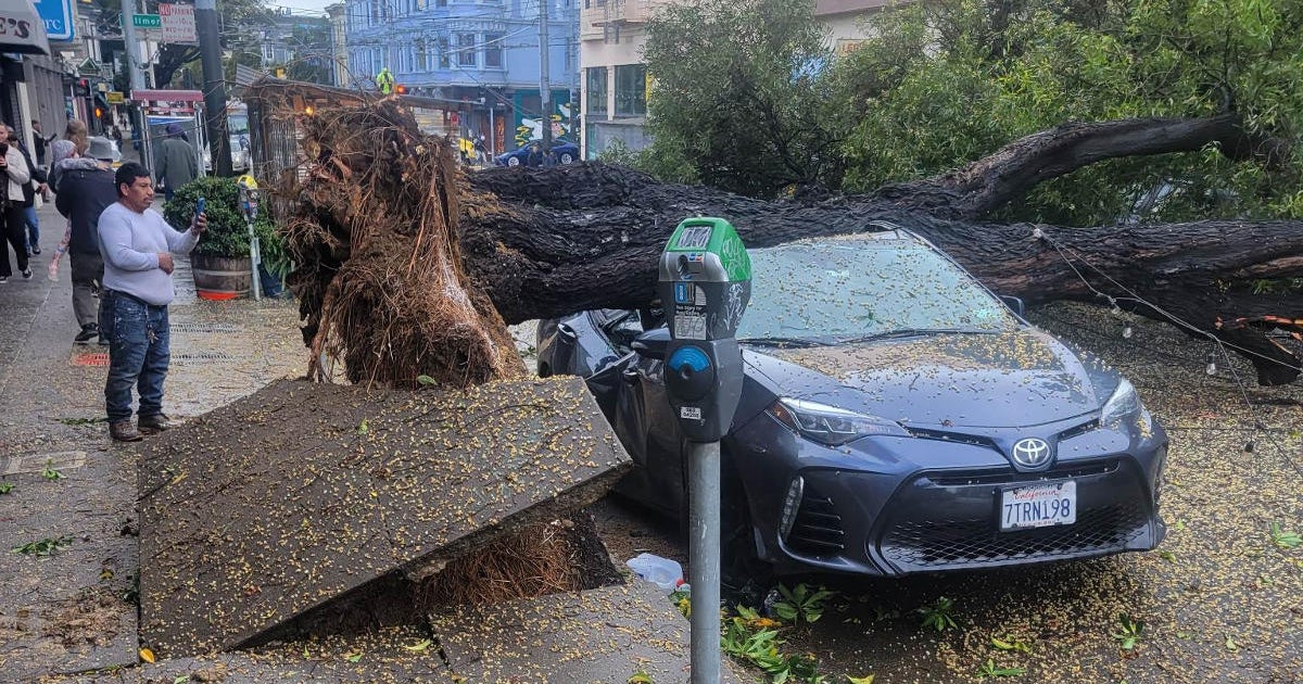 Incoming storm raises increased concerns about falling trees across San ...