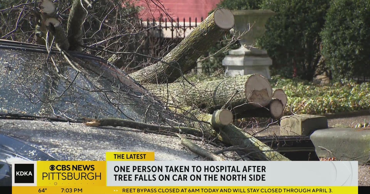 1 person hospitalized after tree falls onto car on the North Side - CBS ...
