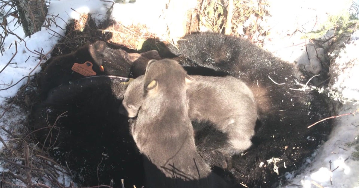 Returning to the dens to check up on bear population, researchers find ...