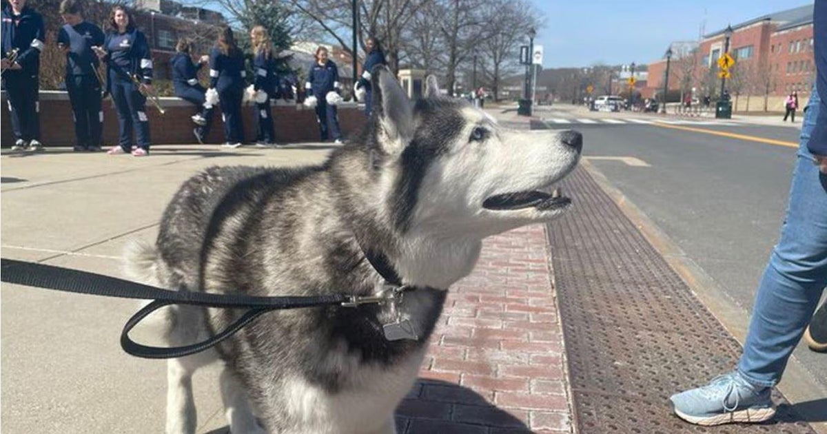 Jonathan the Husky down on all fours trying to find charter flight to ...