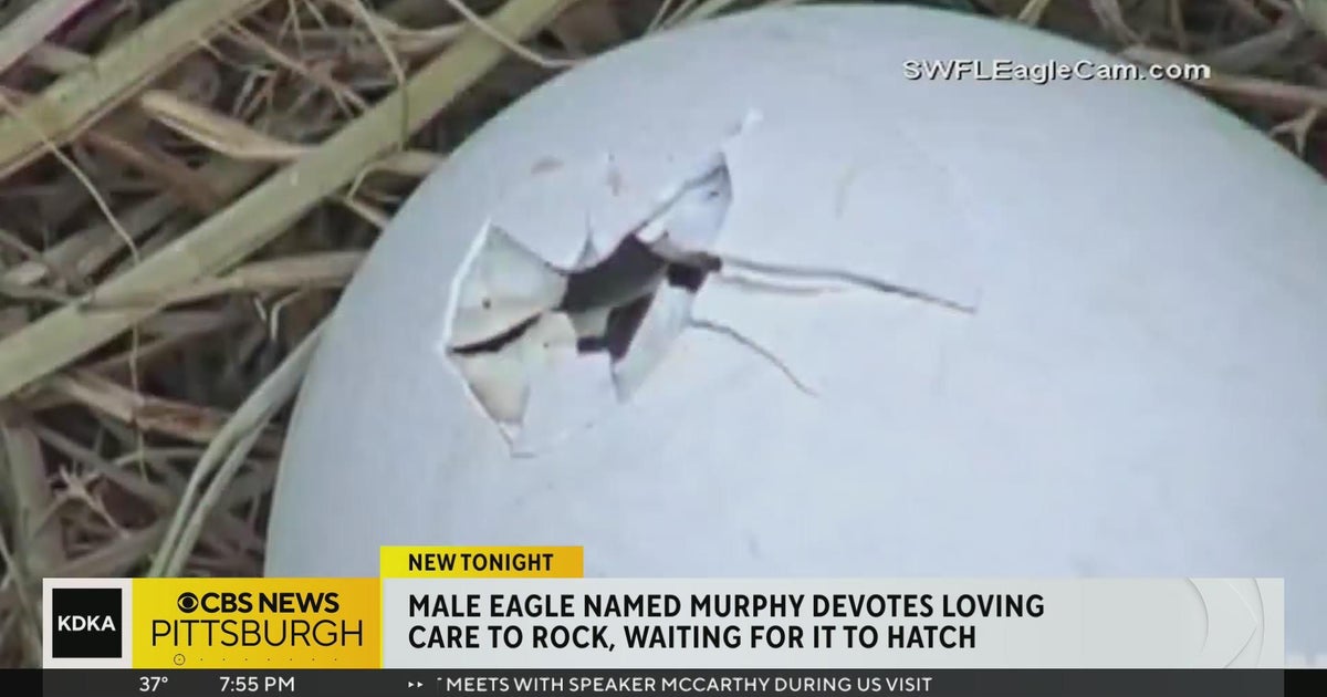 Eagle incubating rock instead of egg - CBS Pittsburgh