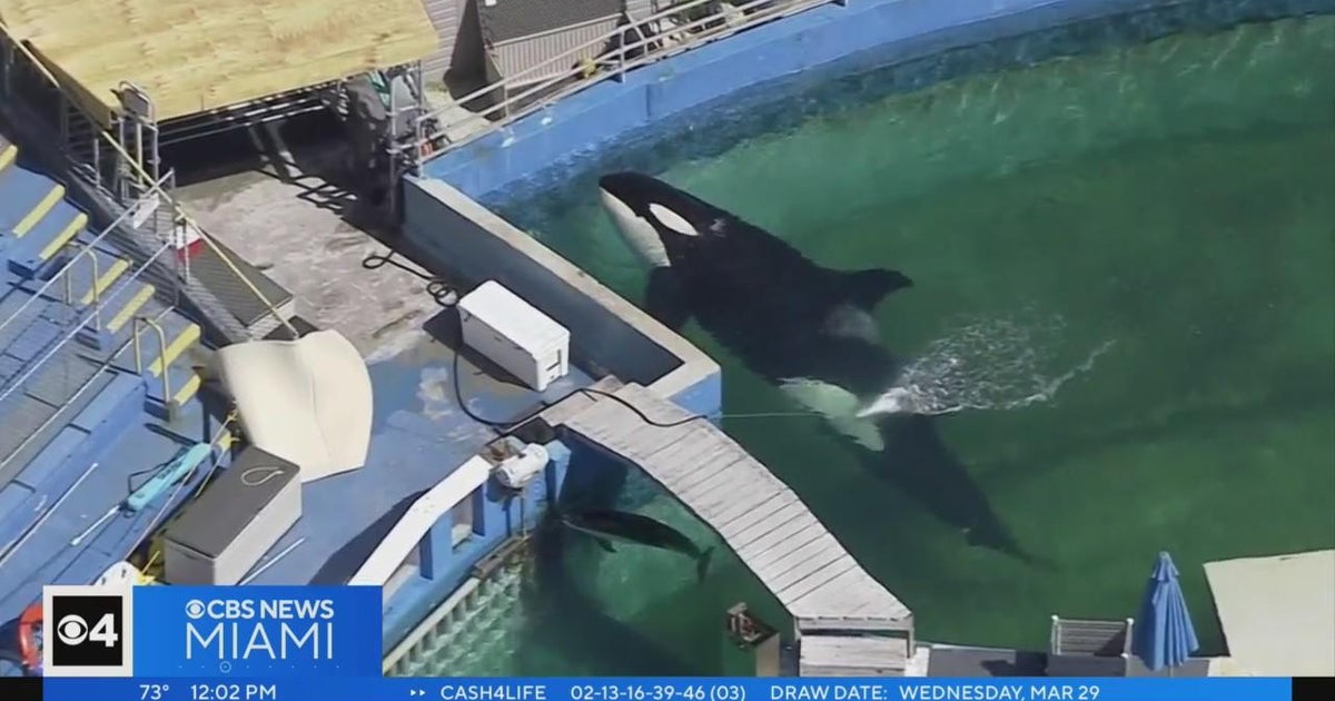 Miami Seaquarium's Lolita the orca will be returned to her native ...