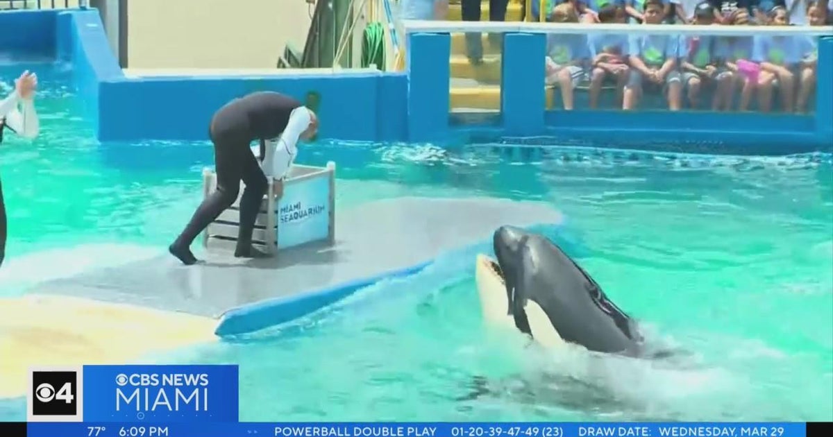 Lolita the orca whale set to be returned to her 'home waters' after ...