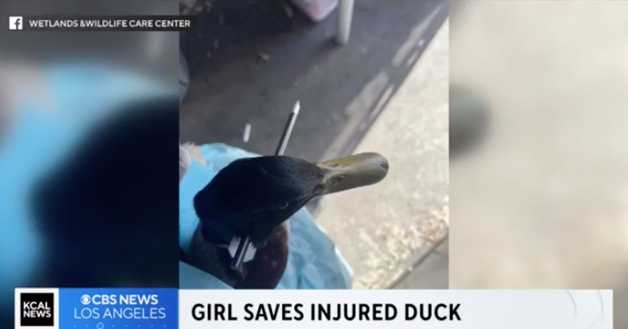 Orange County girl hailed as hero after saving duck shot through head ...