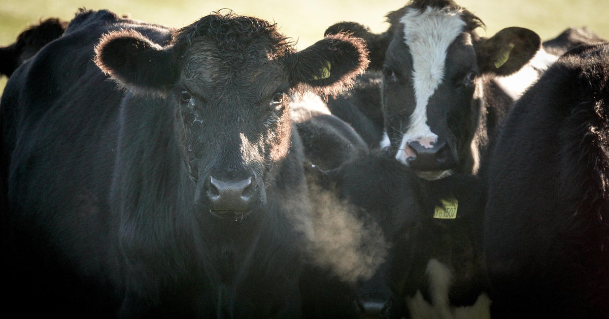 U.K. cows could get "methane suppressing products" in effort to reduce ...