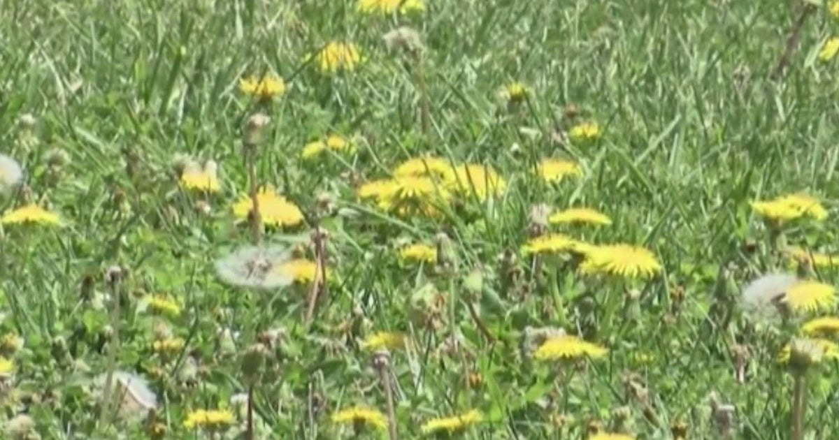 Recent rains have plants in full bloom, causing extreme pollen trouble ...