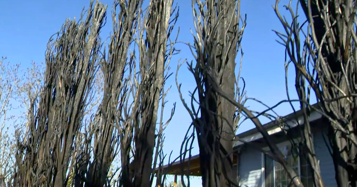 Search underway for serial arsonist targeting Mount Washington ...