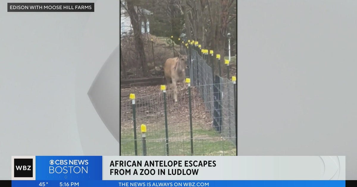 Antelope escapes from Ludlow's Lupa Zoo, spotted in surrounding towns ...