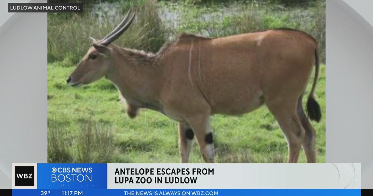 Antelope missing from Ludlow's Lupa Zoo - CBS Boston
