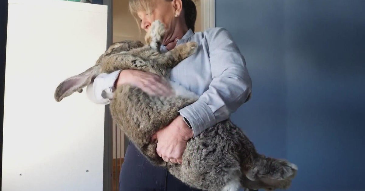 Meet giant continental bunny - Jaxson - CBS Chicago