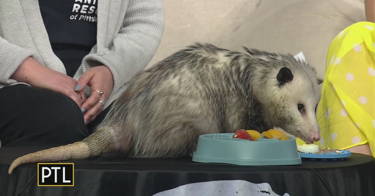 Thelma the opossum visits PTL - CBS Pittsburgh