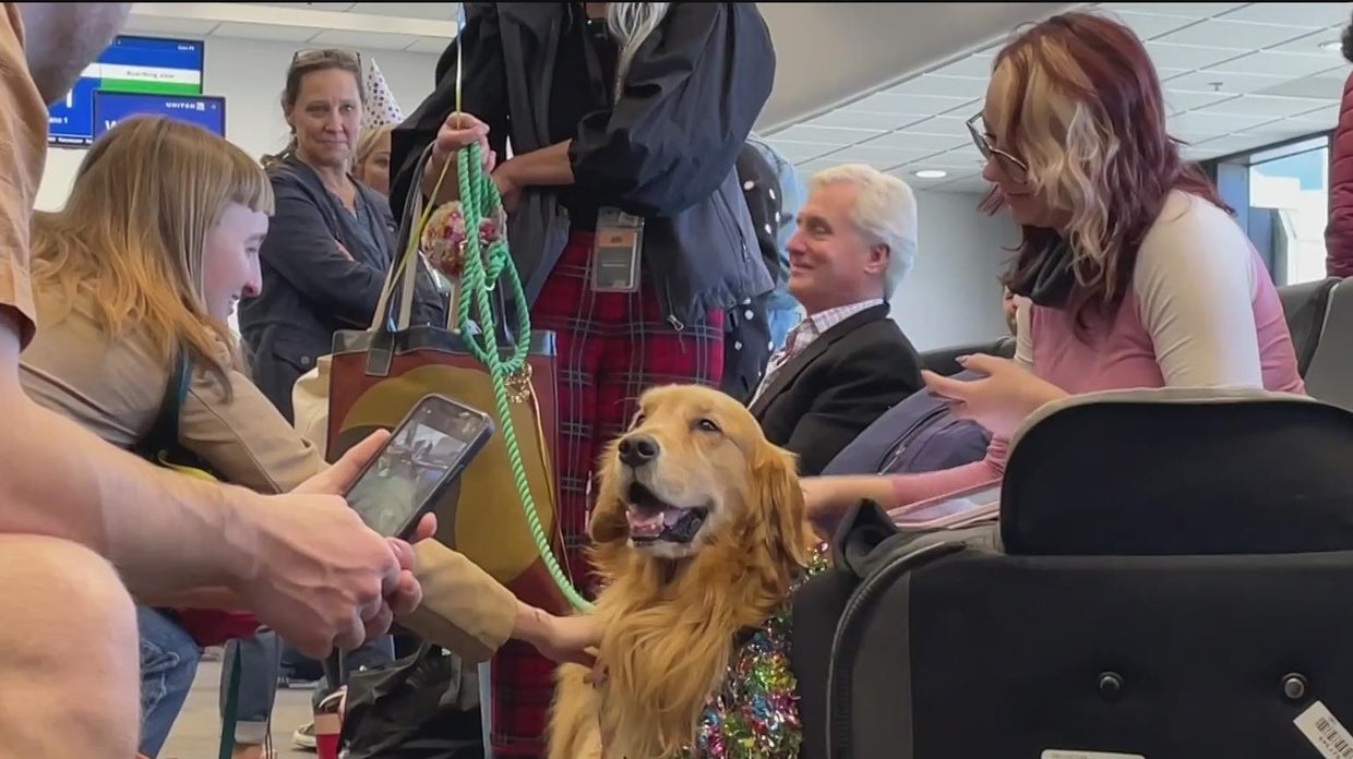 Therapy dog from SFO's 'Wag Brigade' provides comfort for anxious ...
