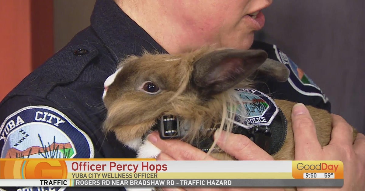 Officer Percy Hops - Good Day Sacramento