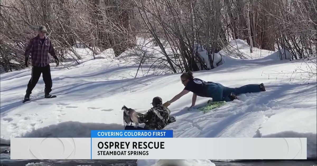 Colorado Parks and Wildlife rescues injured osprey - CBS Colorado