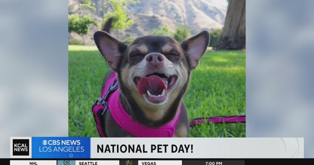 National Pet Day: April 11 - CBS Los Angeles