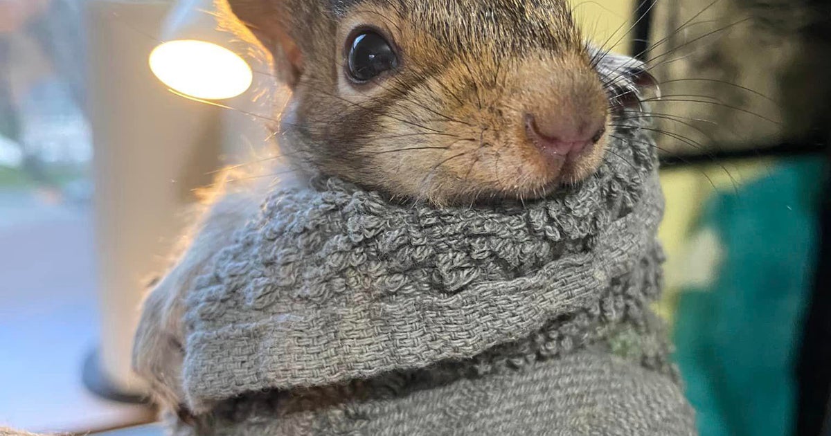 Somerville community comes together to rescue baby squirrels - CBS Boston