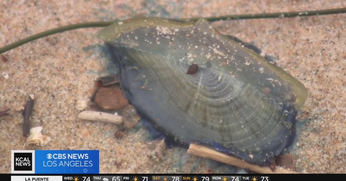 Thousands of blue jelly-like sea creatures wash up on Orange County ...