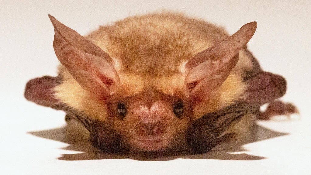 Campaign launched to declare pallid bat as California's state bat - CBS ...