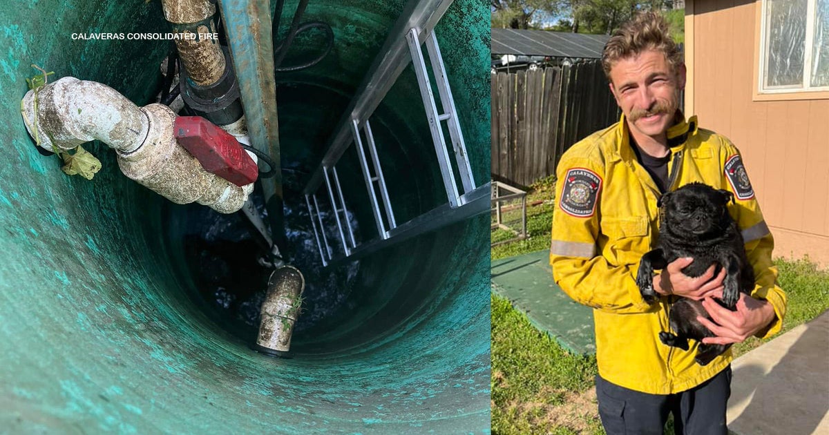 Firefighters climb down septic tank, rescue fallen pug - CBS Sacramento