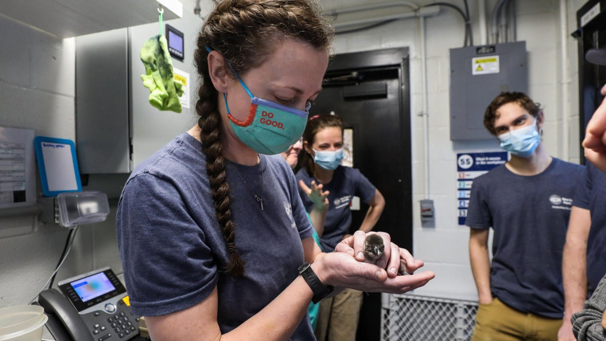 New England Aquarium announces birth of first African penguin chick in ...