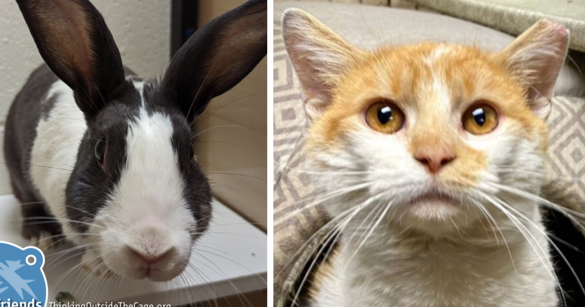 Adoptable pets Lilly and Bobo: Furry Tails - CBS Pittsburgh