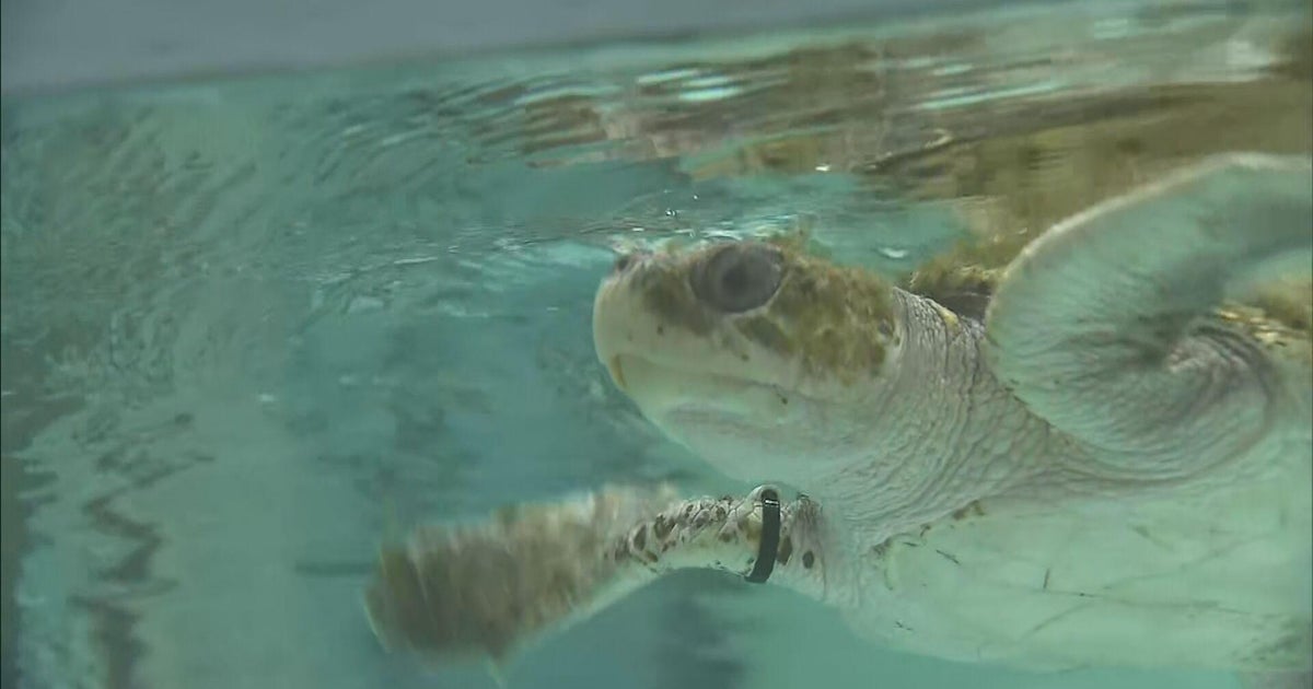 Cold-stunned sea turtles rescued on Cape Cod to be released back into wild - CBS Boston