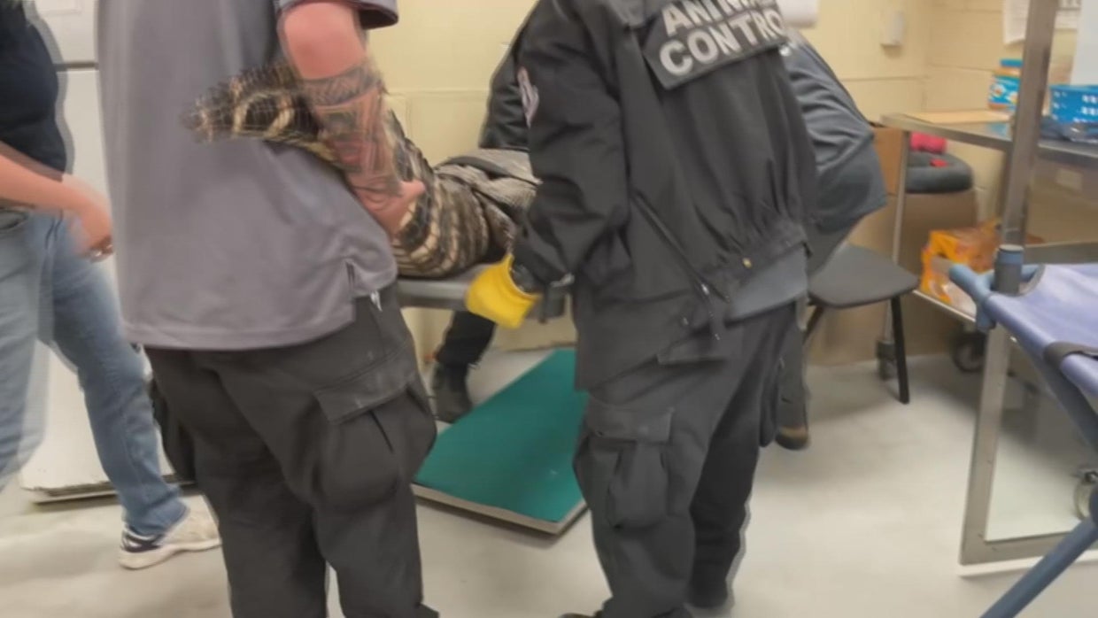 ACCT Philly removes 8-foot alligator "Big Mack" from home - CBS ...