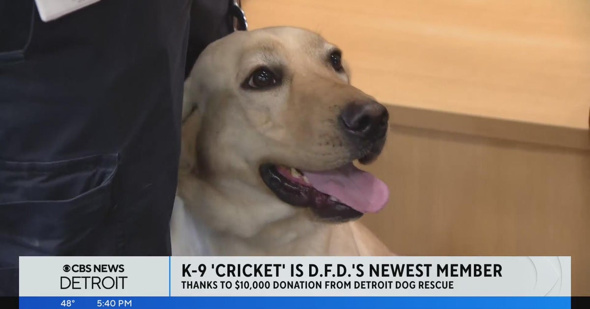 K-9 "Cricket" is Detroit Fire Department's newest member - CBS Detroit