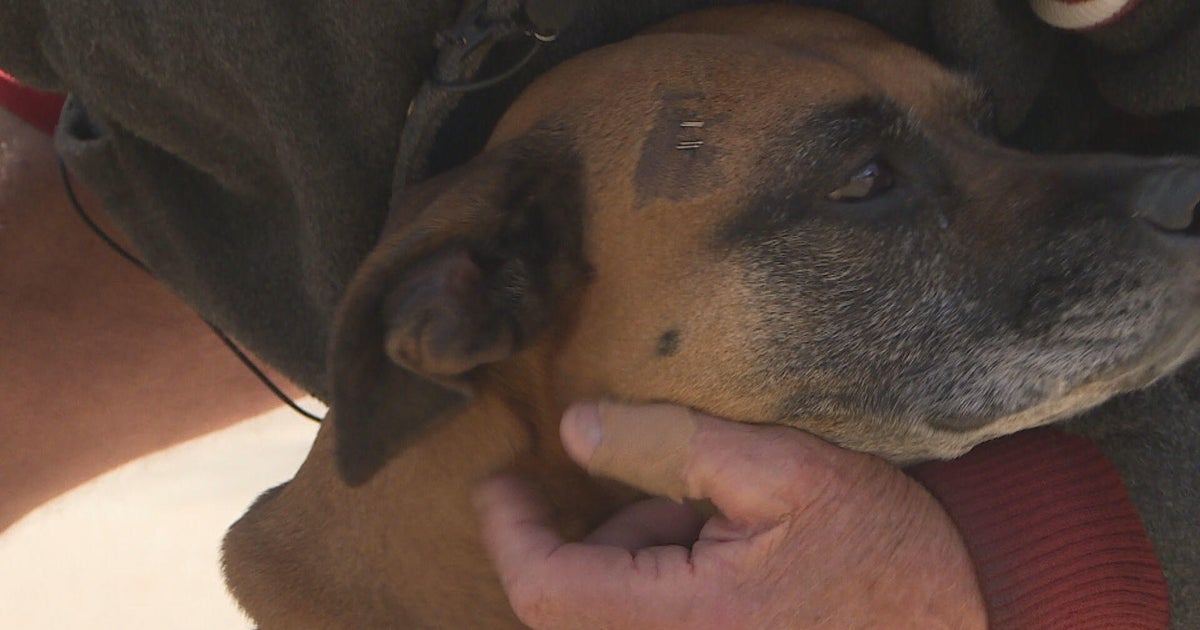 Unleashed dogs are Denver Park's "No. 1 violation": attacks reportedly ...