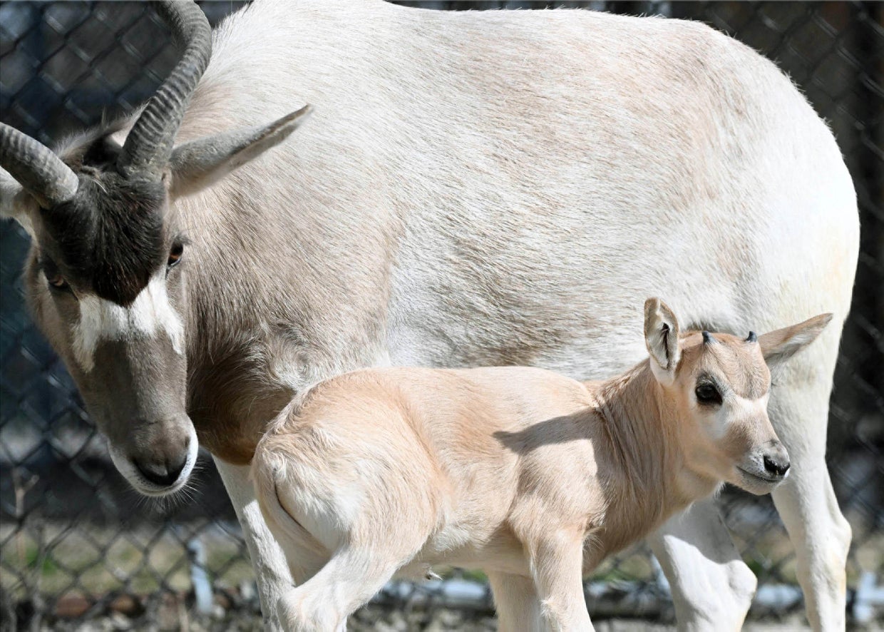 Endangered addax born at Brookfield Zoo - CBS Chicago