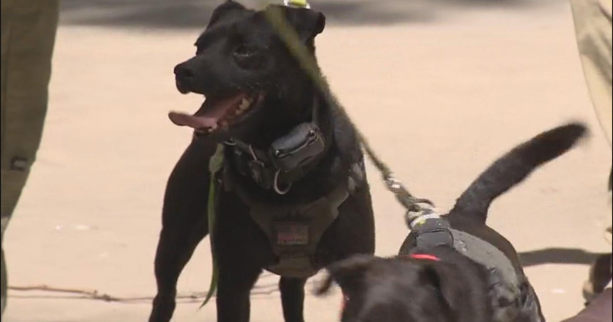 Pest control crews employ the help of dogs to hunt influx of rats - CBS ...