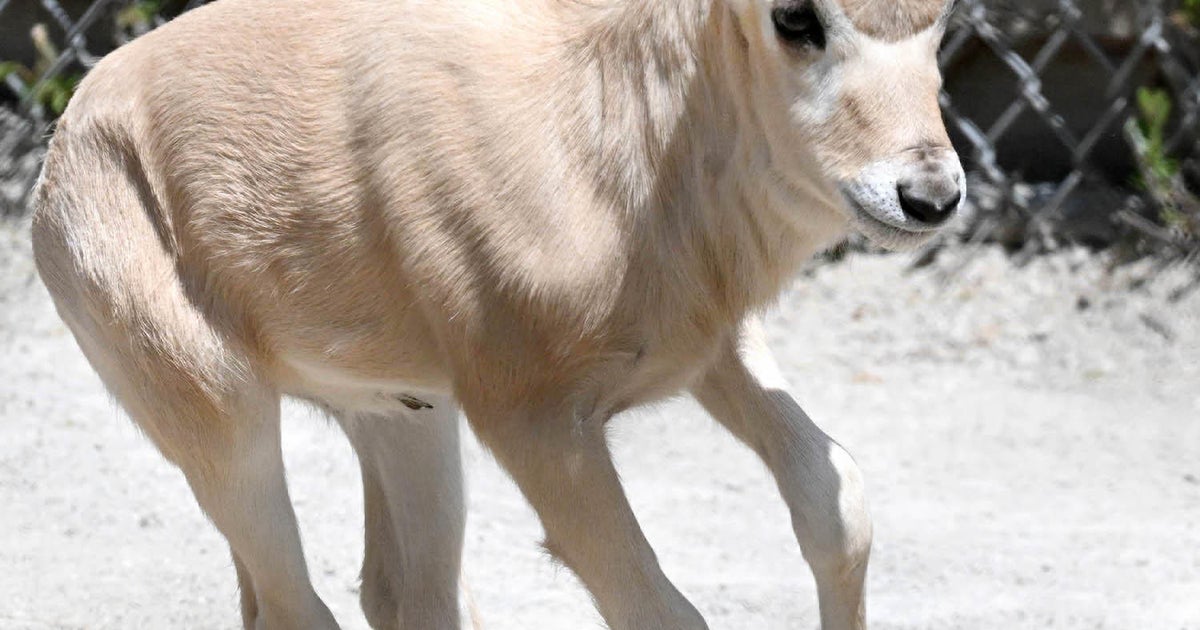 Endangered addax born at Brookfield Zoo - CBS Chicago