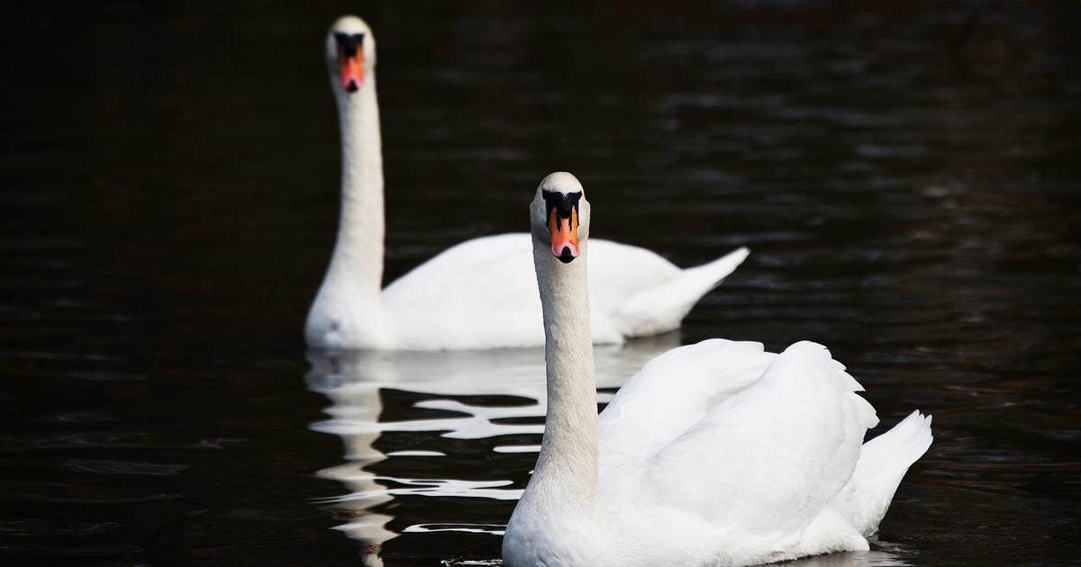 Swansea investigates bird flu outbreak; 24 swans found dead - CBS Boston
