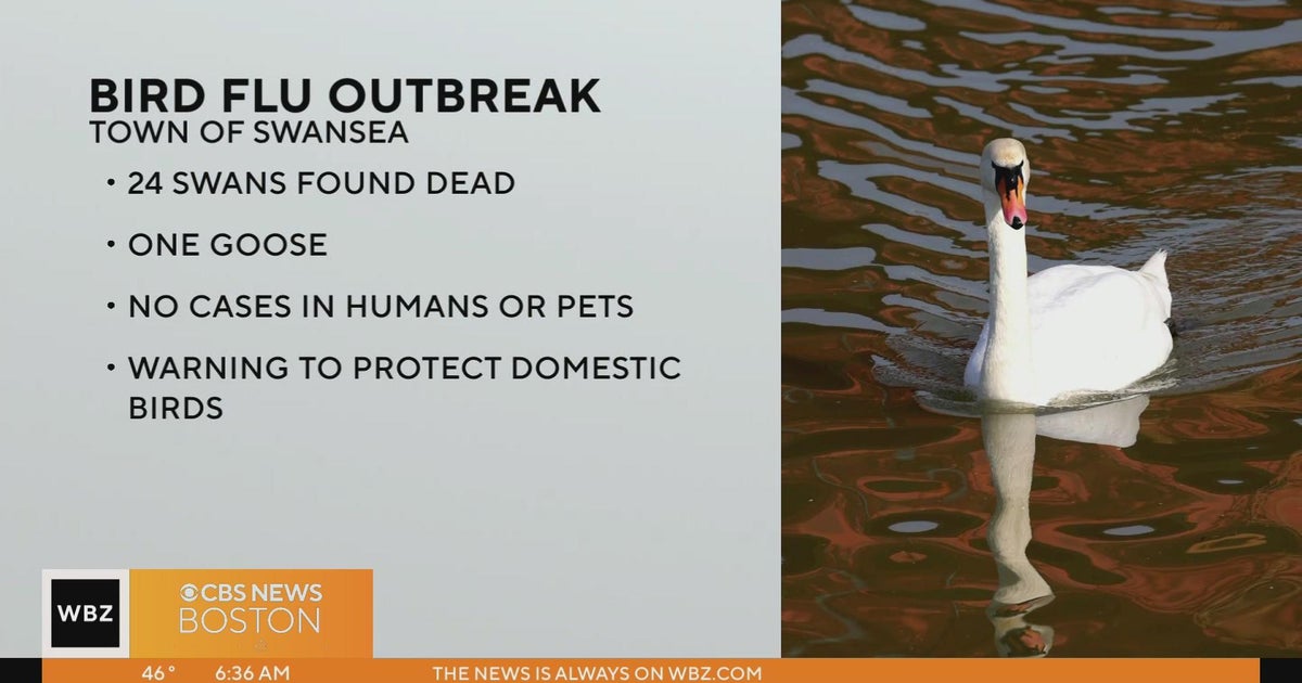 Town of Swansea investigate outbreak of avian flu - CBS Boston