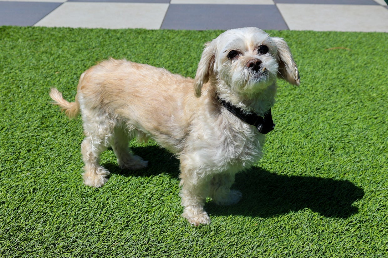 PAWS Pet of the Week - Tolliver - CBS Chicago