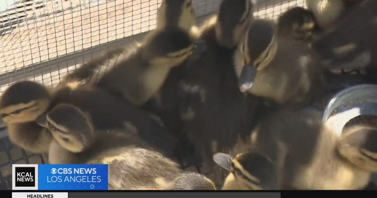 Wetlands and Wildlife Care Center rescues hundreds of orphaned animals ...