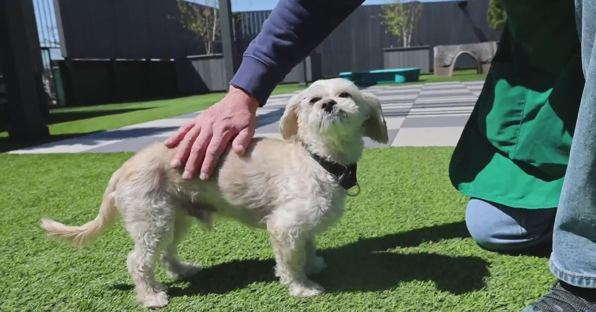 PAWS Pet of the Week - Tolliver - CBS Chicago
