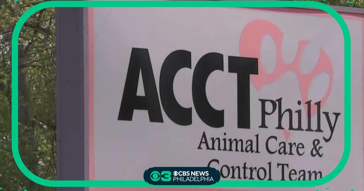 ACCT Philly trying to get 70 dogs adopted by Monday deadline - CBS ...